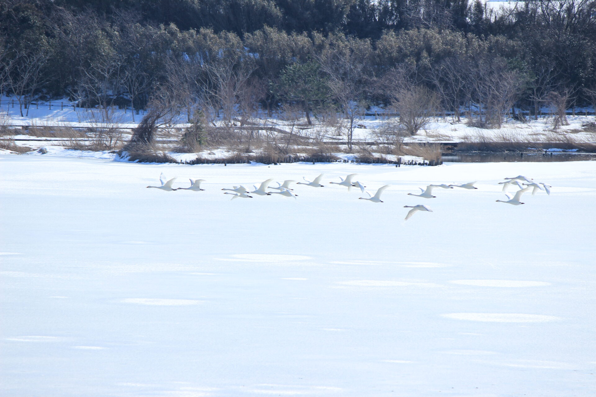 佐潟【白鳥飛来地】新潟県
